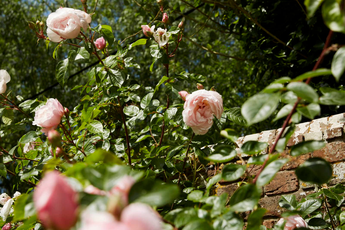 How to Grow The Generous Gardener Roses — Mainaam Garden