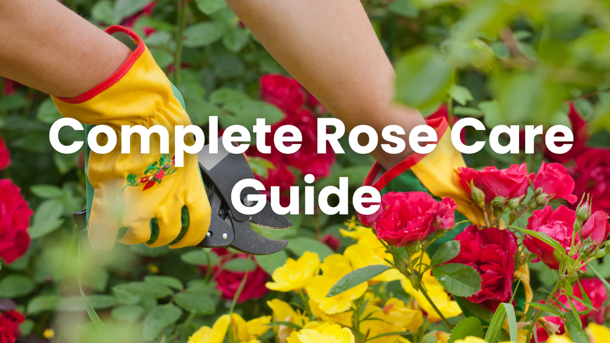 Your Ultimate Rose Care Guide – Healthy Plants & Gorgeous Blooms ...