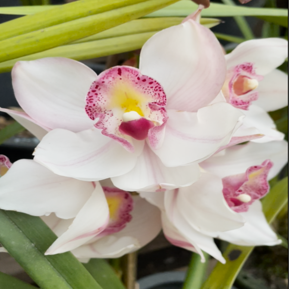 CHINA LADY CYMBIDIUM — Mainaam Garden