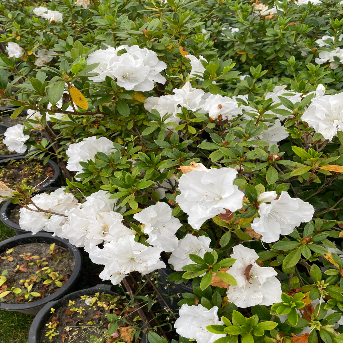 Azalea Mix — Mainaam Garden