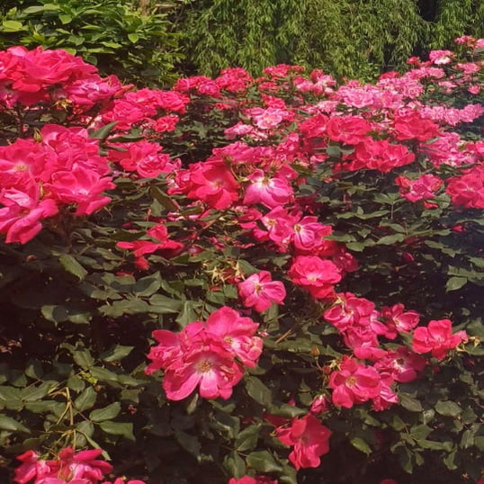 BUY ROSES I Best Prices And Fast Delivery‎ I Mainaam Garden