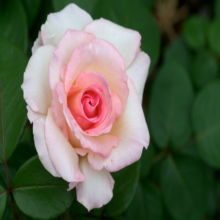 Pink Promise | Hybrid Tea — Mainaam Garden