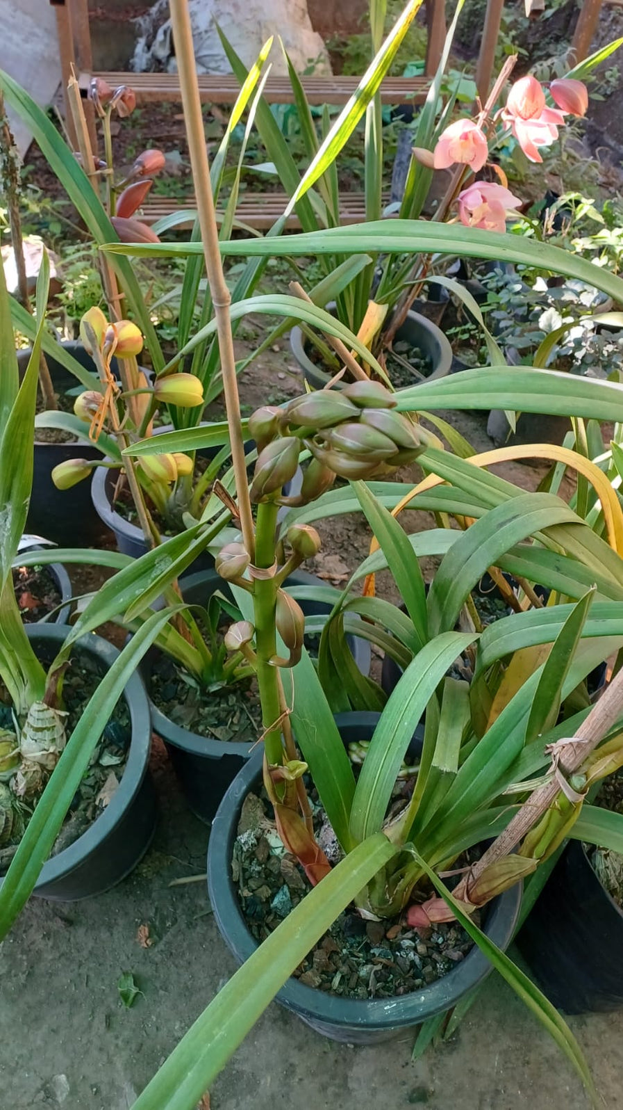 CHINA LADY CYMBIDIUM — Mainaam Garden