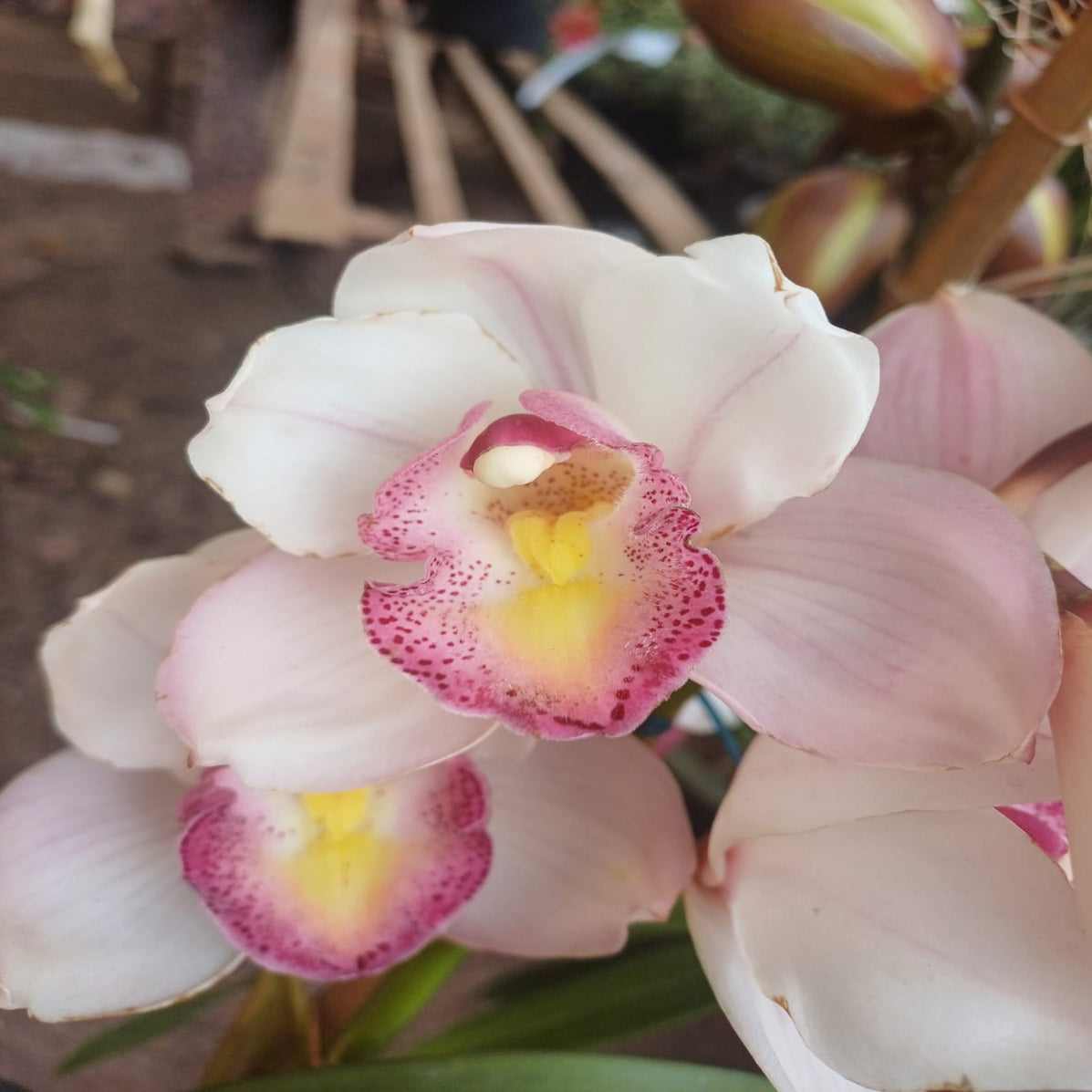 CHINA LADY CYMBIDIUM — Mainaam Garden