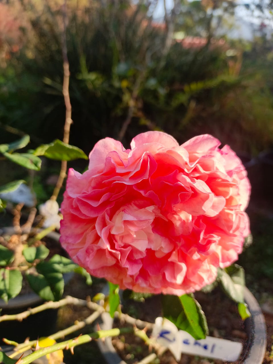 RACHEL AUGUST LOUISE | Hybrid tea rose — Mainaam Garden