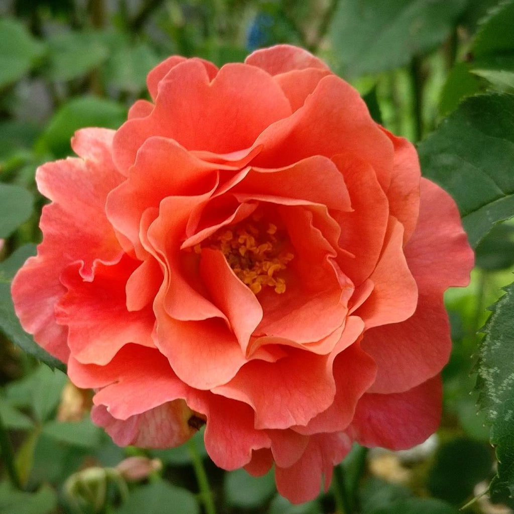 BUY ROSES I Best Prices And Fast Delivery‎ I Mainaam Garden