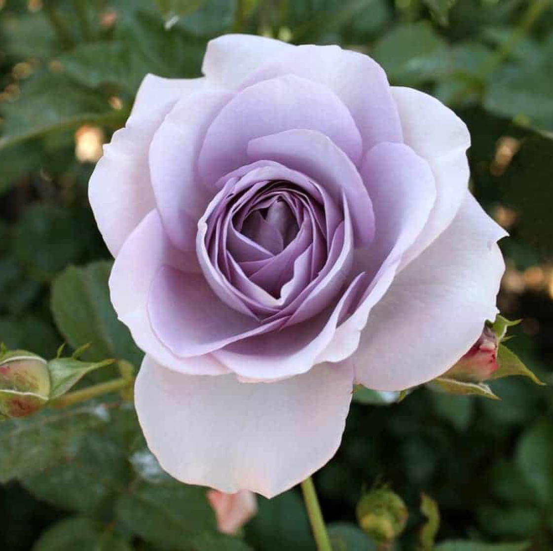 BUY ROSES I Best Prices And Fast Delivery‎ I Mainaam Garden