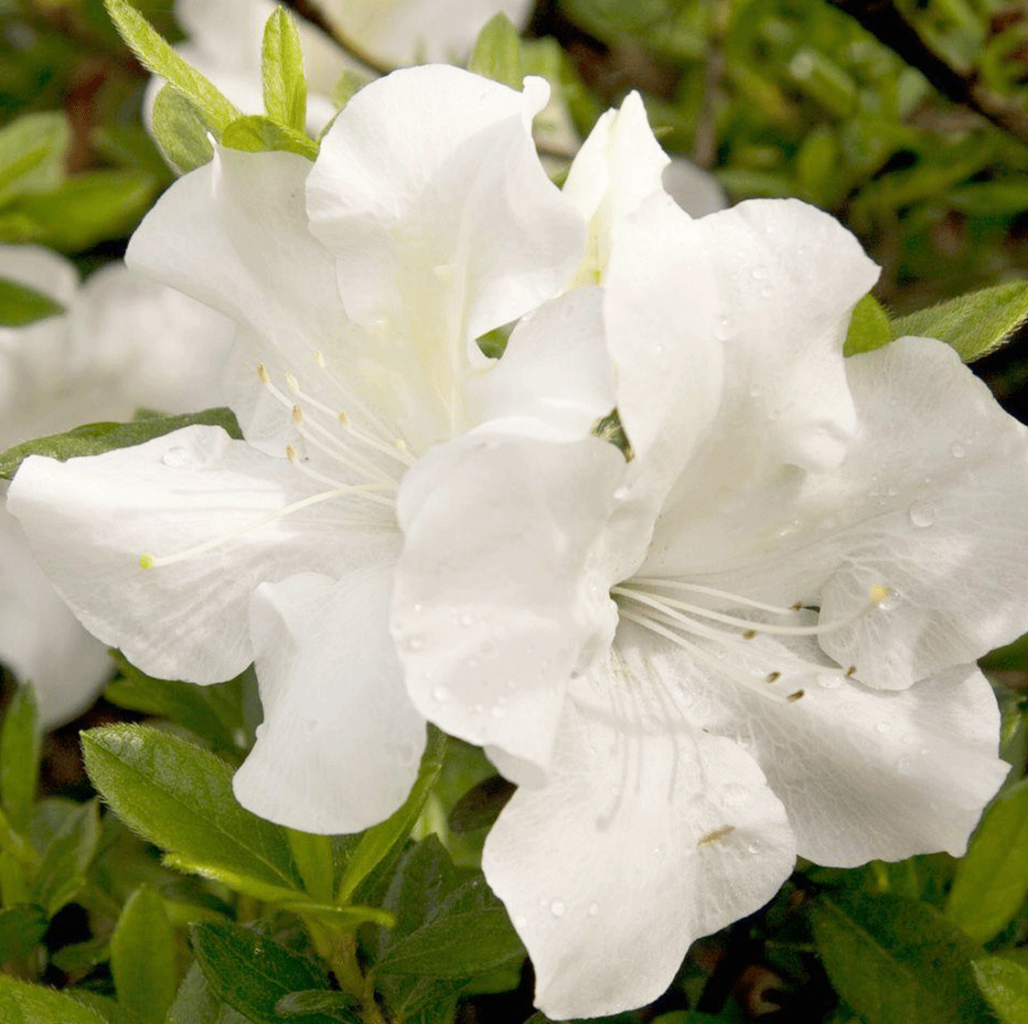 Alaska Azalea — Mainaam Garden