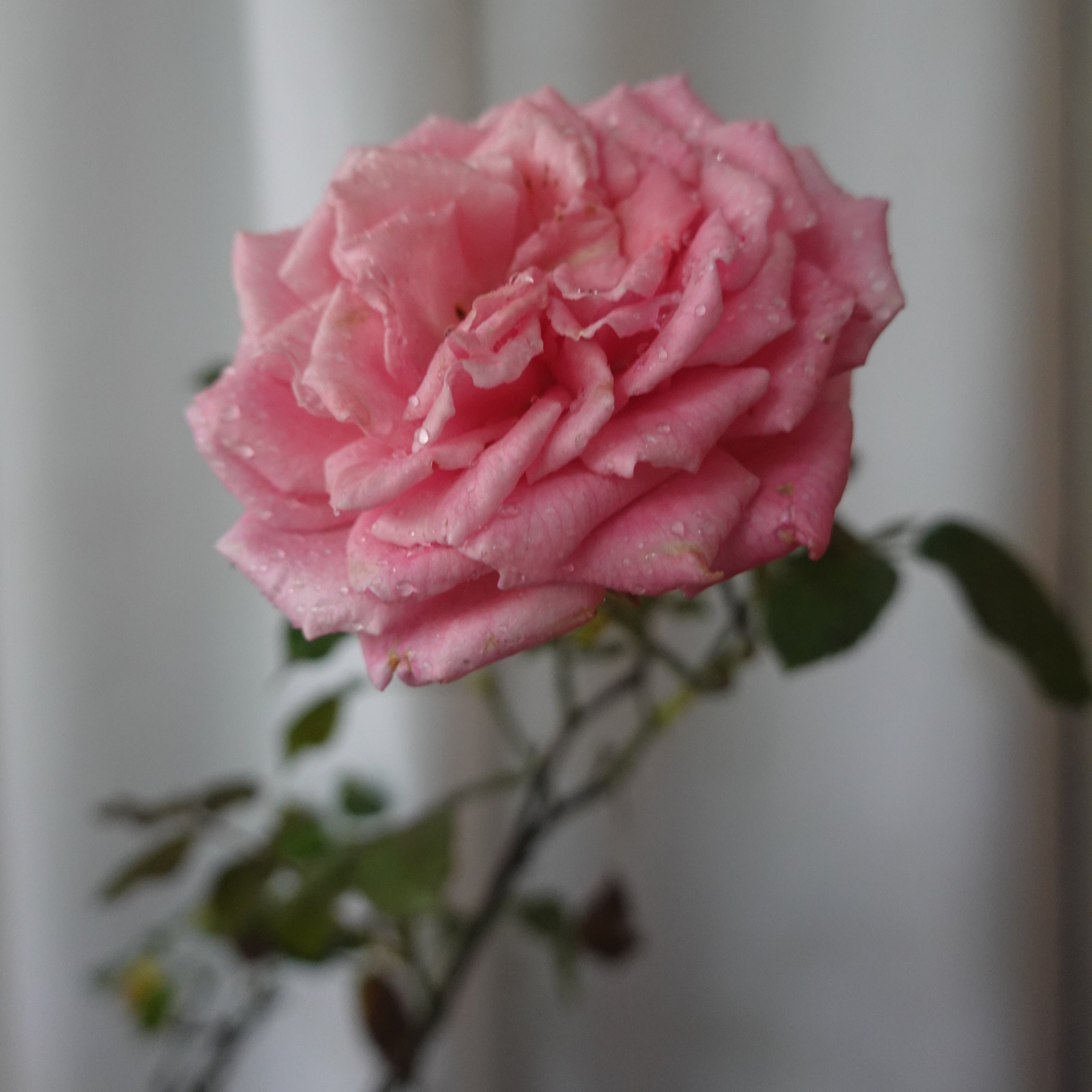 Auguste Renoir | Hybrid Tea Rose — Mainaam Garden