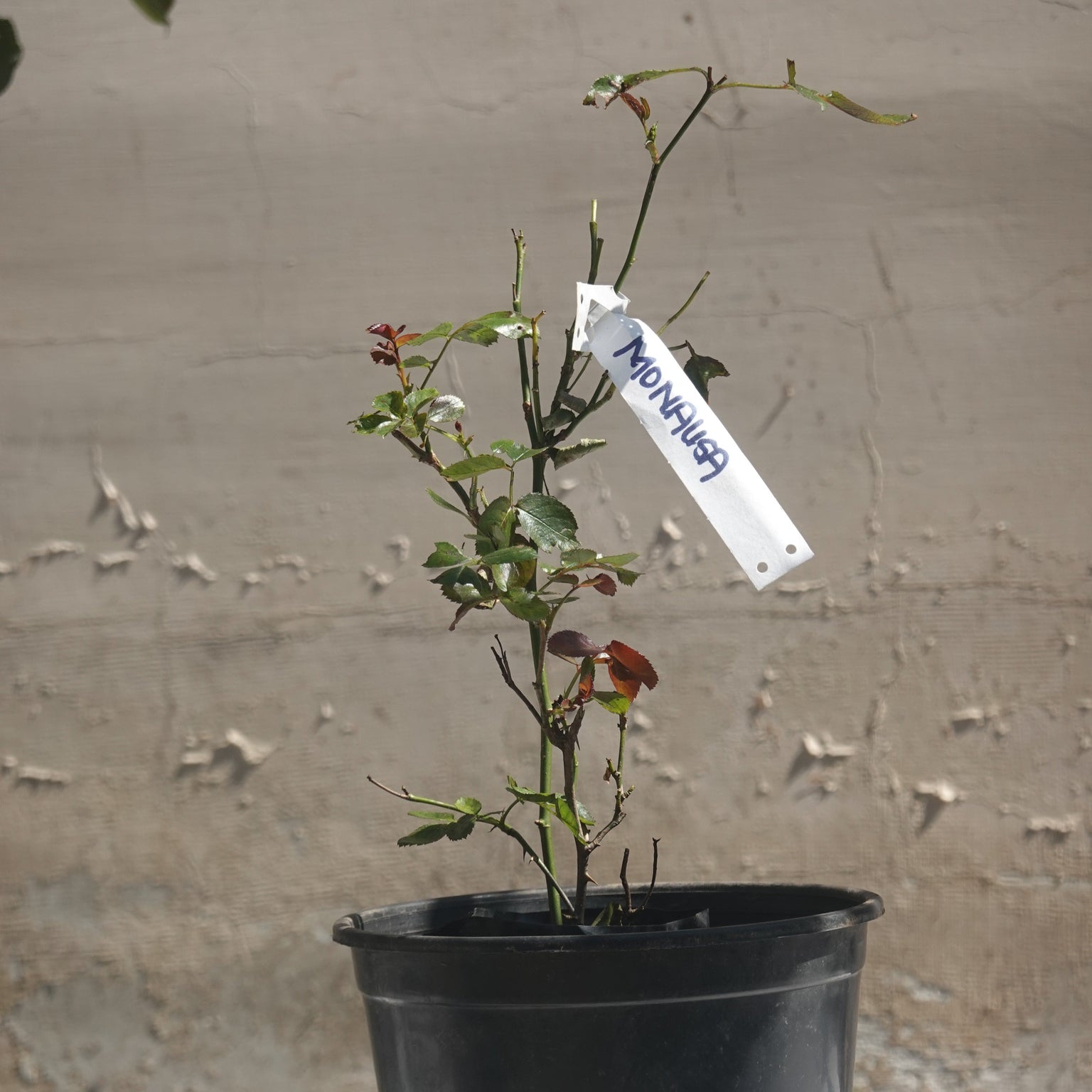 BUY ROSES I Best Prices And Fast Delivery‎ I Mainaam Garden