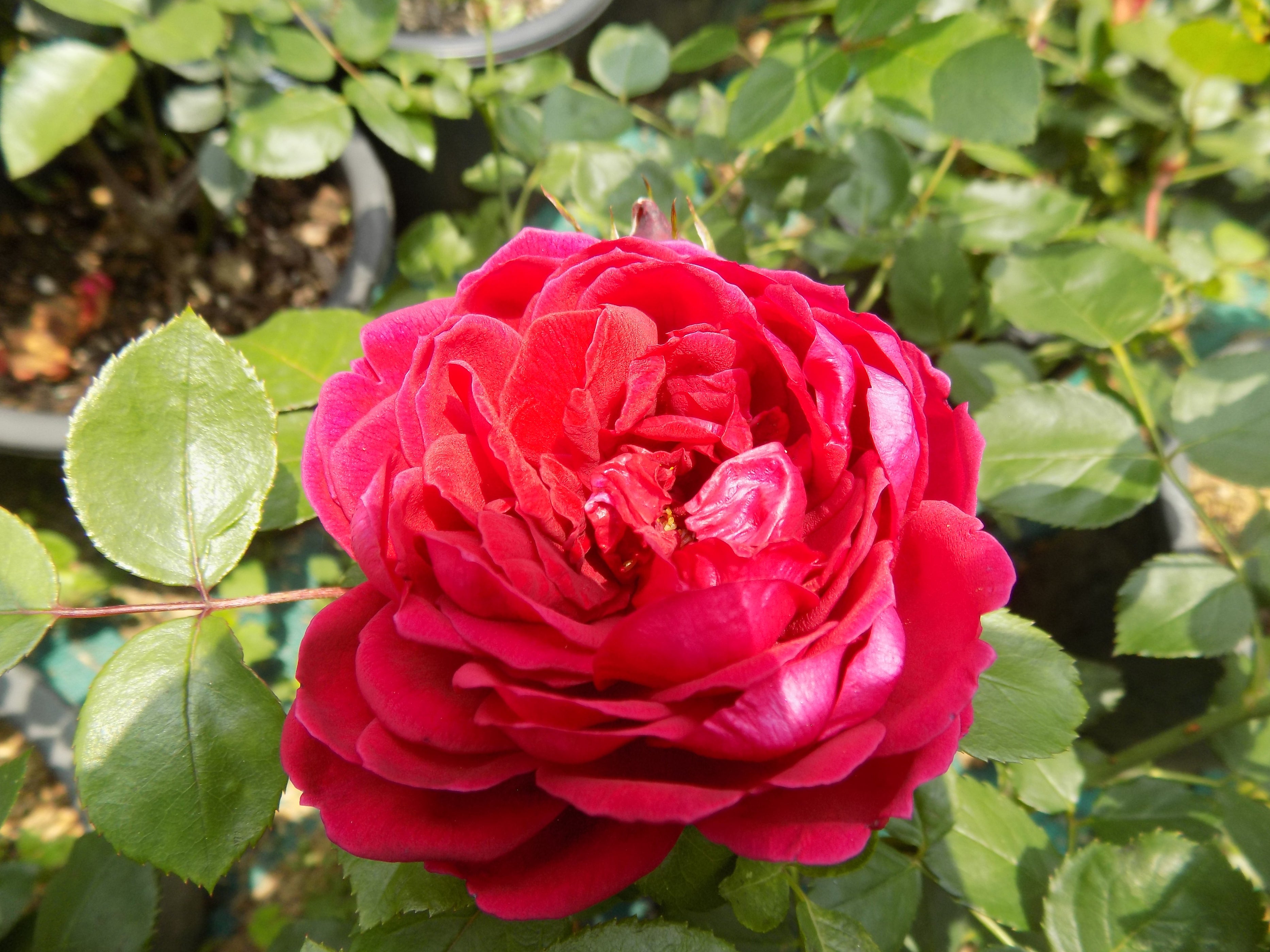 Sympa De Bellevue Rose I Shrub Rose — Mainaam Garden