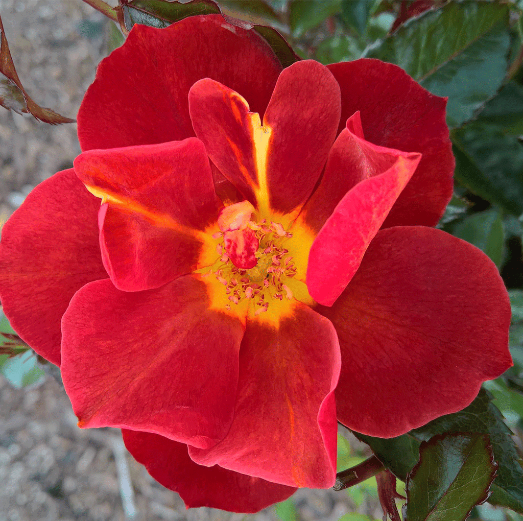 BUY ROSES I Best Prices And Fast Delivery‎ I Mainaam Garden