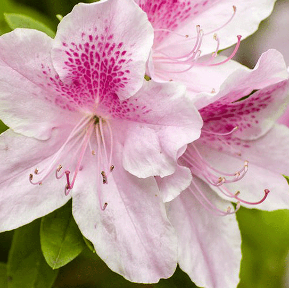 Azalea — Mainaam Garden