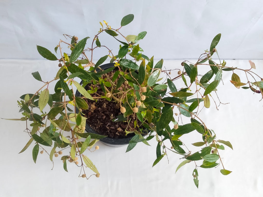 Shrub and Bushes — Mainaam Garden