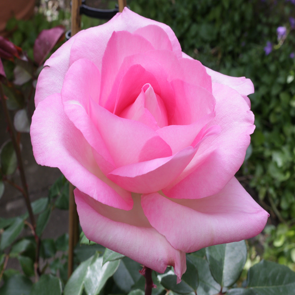 BUY ROSES I Best Prices And Fast Delivery‎ I Mainaam Garden