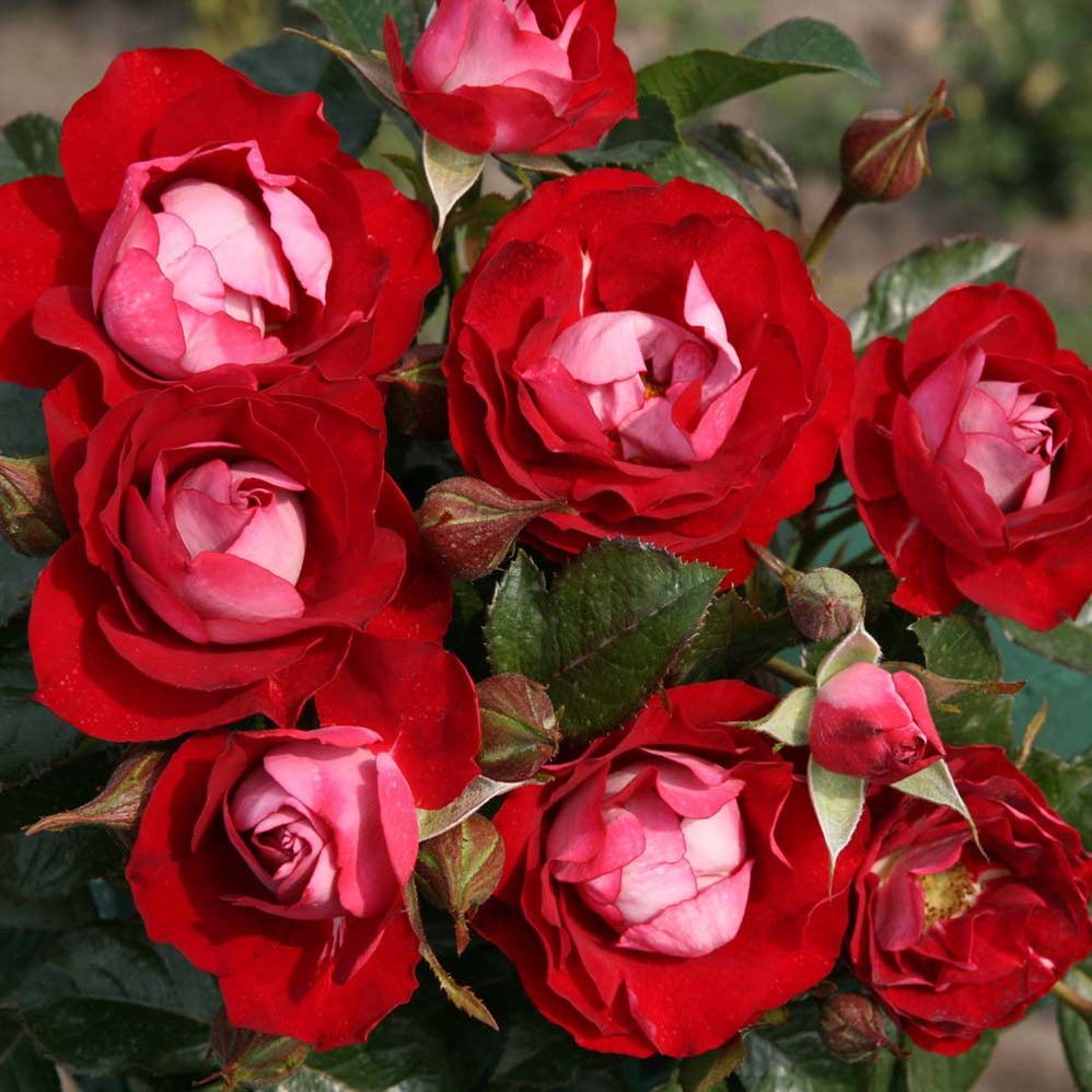 Floribunda Roses — Mainaam Garden