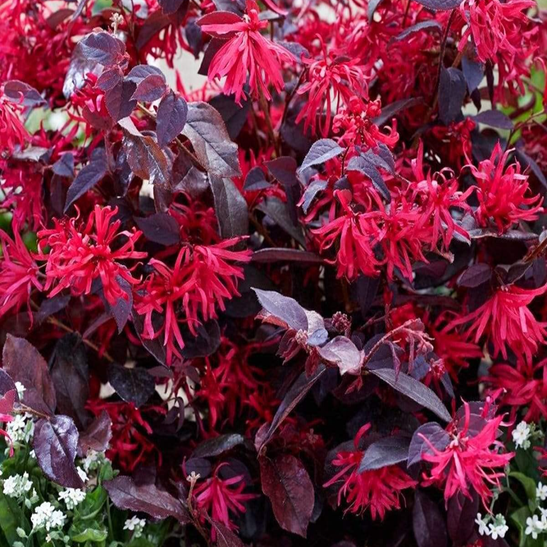 Loropetalum|Bushes and shrubs — Mainaam Garden