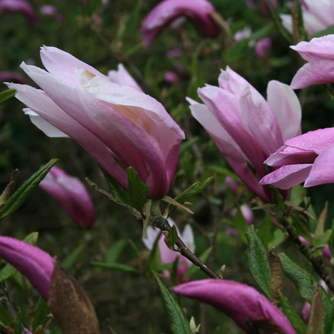 Magnolia Susan|Tree flowering plant — Mainaam Garden