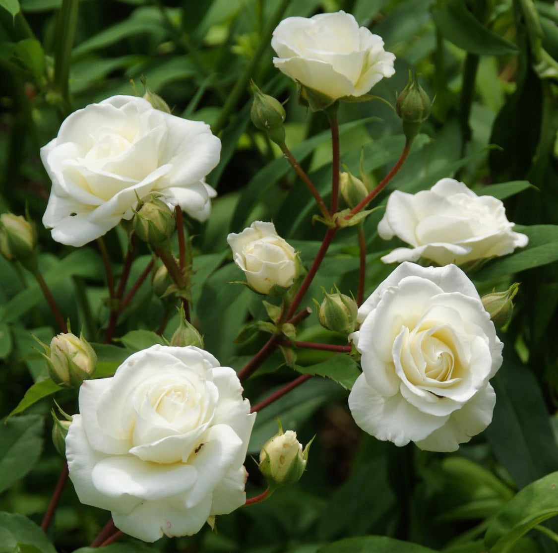 MIDSUMMER SNOW | Shrub Rose — Mainaam Garden