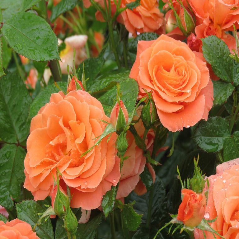 BUY ROSES I Best Prices And Fast Delivery‎ I Mainaam Garden