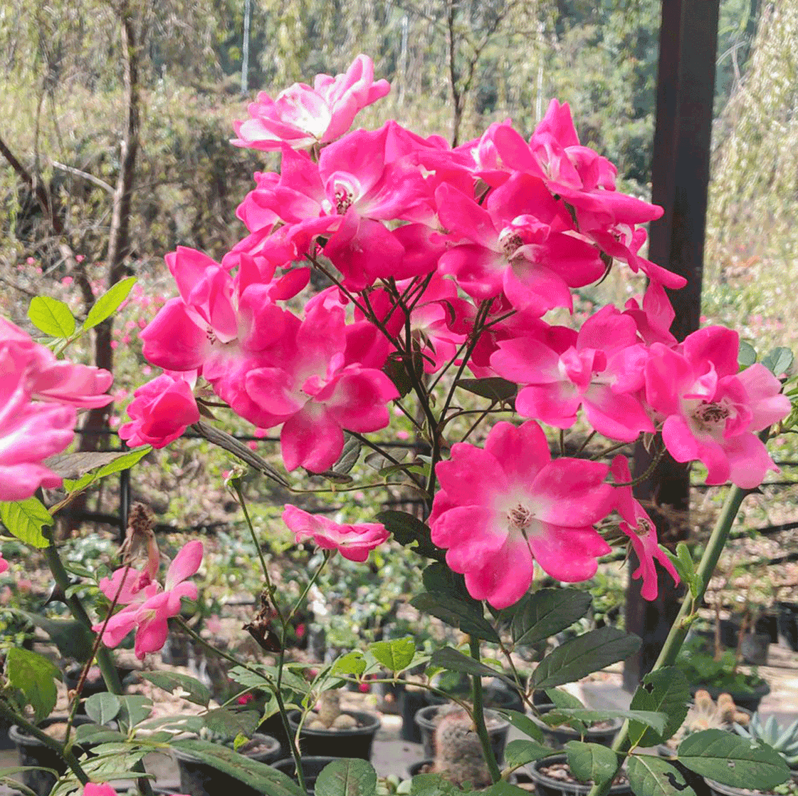 BUY ROSES I Best Prices And Fast Delivery‎ I Mainaam Garden