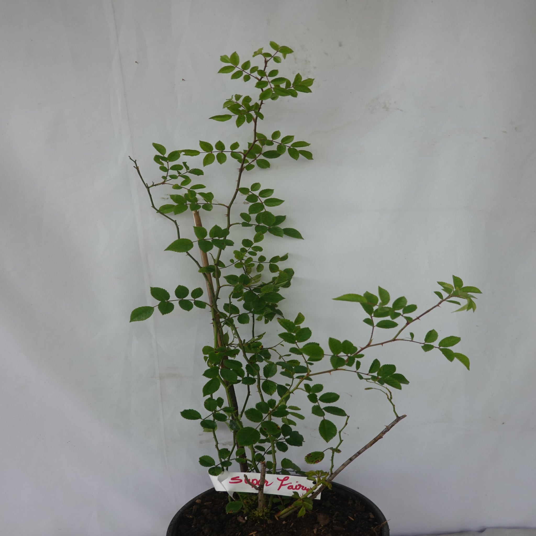 BUY ROSES I Best Prices And Fast Delivery‎ I Mainaam Garden