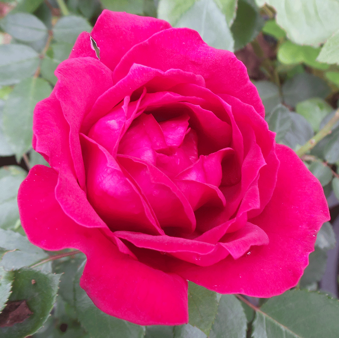 Sympa De Bellevue Rose I Shrub Rose — Mainaam Garden