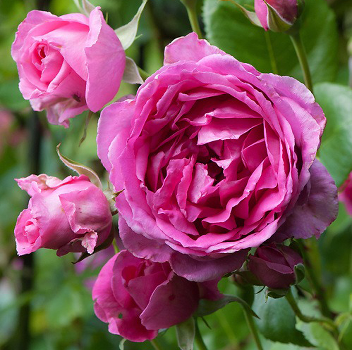 Climbing Roses — Mainaam Garden