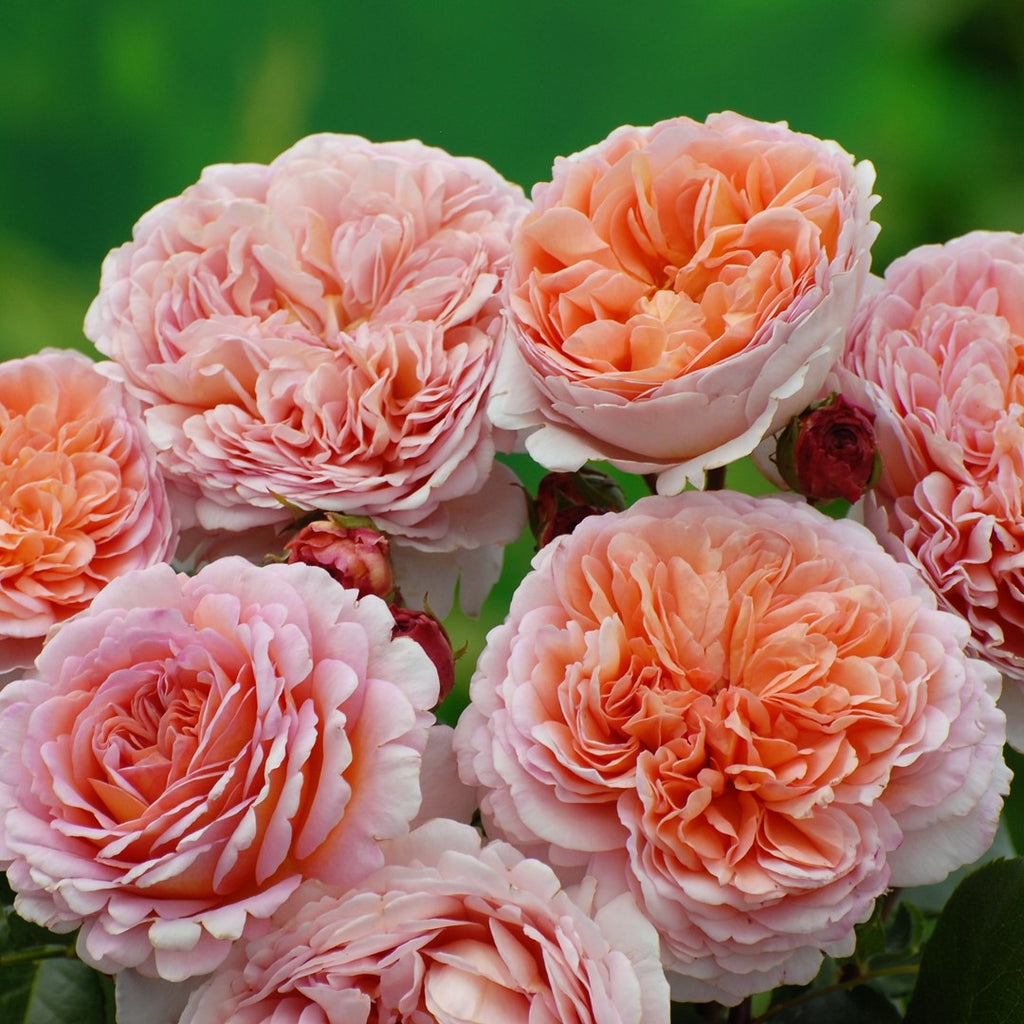 BUY ROSES I Best Prices And Fast Delivery‎ I Mainaam Garden