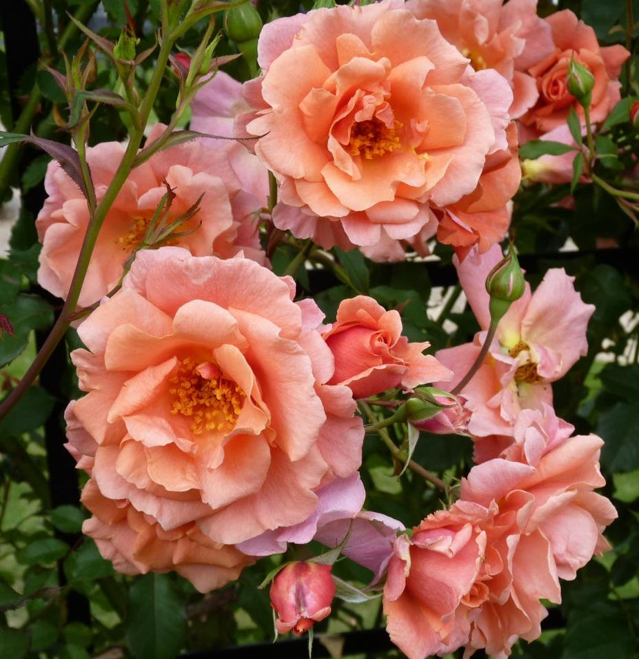 BUY ROSES I Best Prices And Fast Delivery‎ I Mainaam Garden