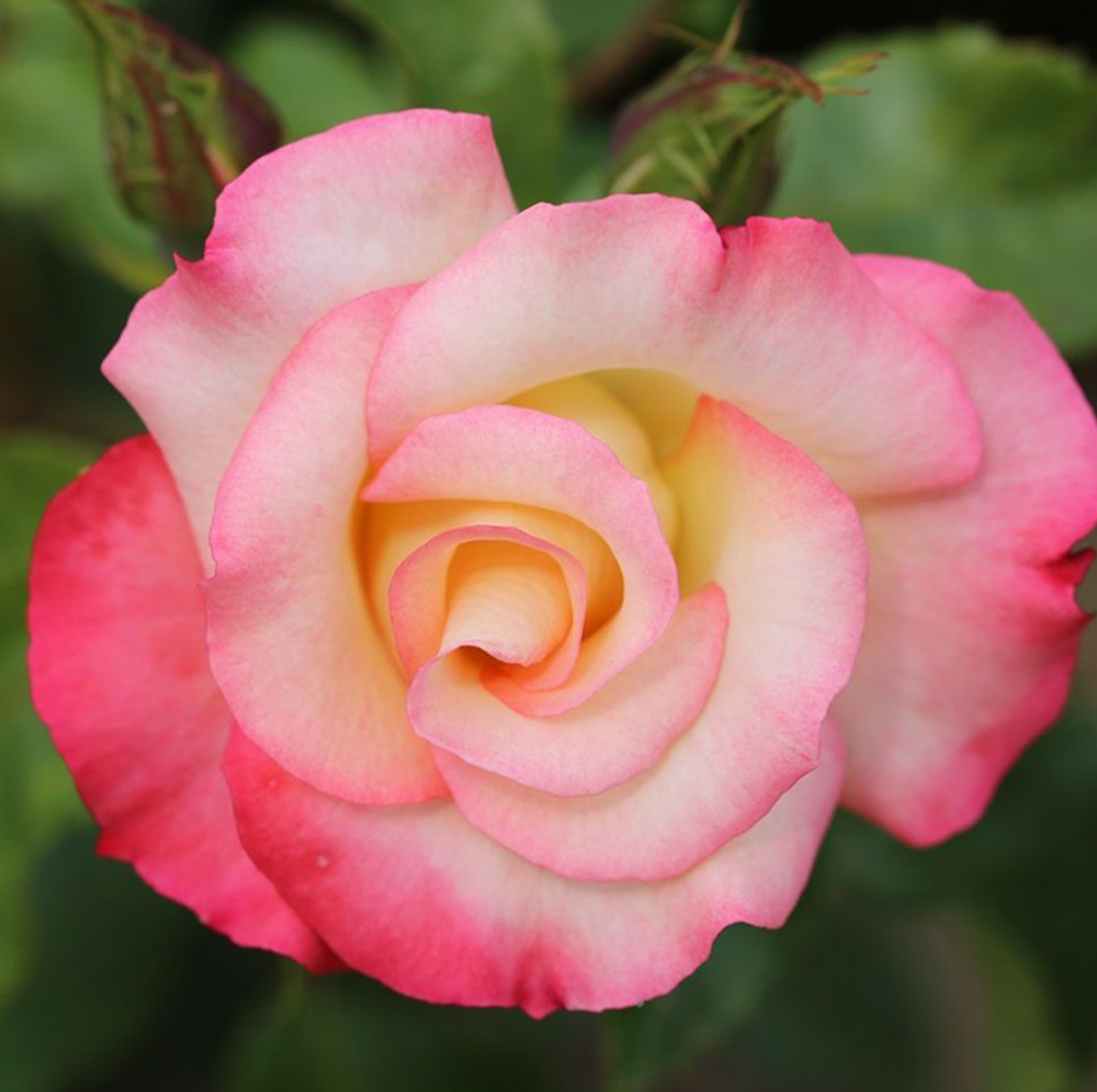 BUY ROSES I Best Prices And Fast Delivery‎ I Mainaam Garden