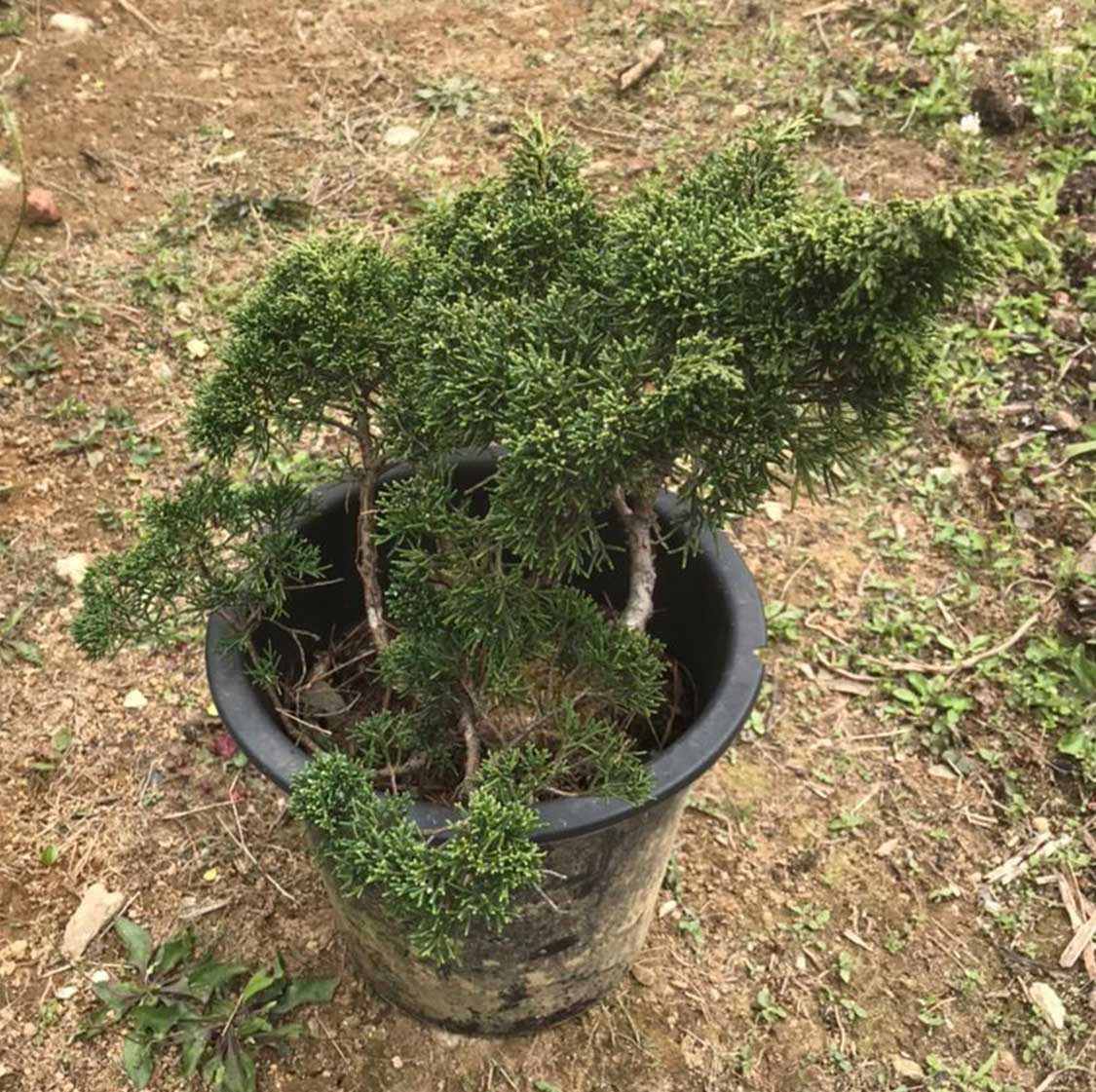 Chinese Pine Dwarf For Sale | Dwarf Pine Trees For Sale Online India ...