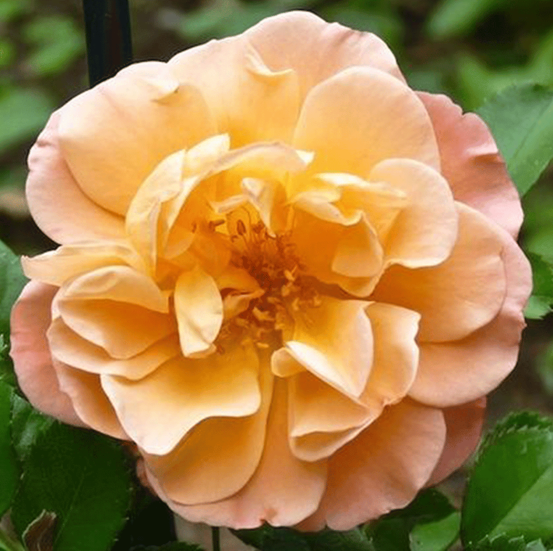 BUY ROSES I Best Prices And Fast Delivery‎ I Mainaam Garden