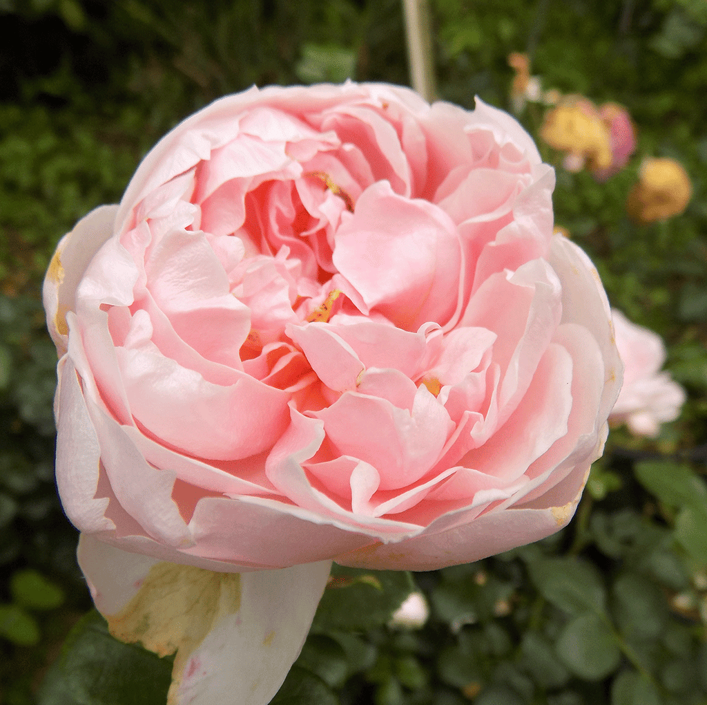 Mainaam Garden | The Best Rose Varieties | Cymbidium Orchids