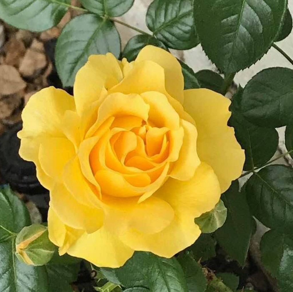 BUY ROSES I Best Prices And Fast Delivery‎ I Mainaam Garden