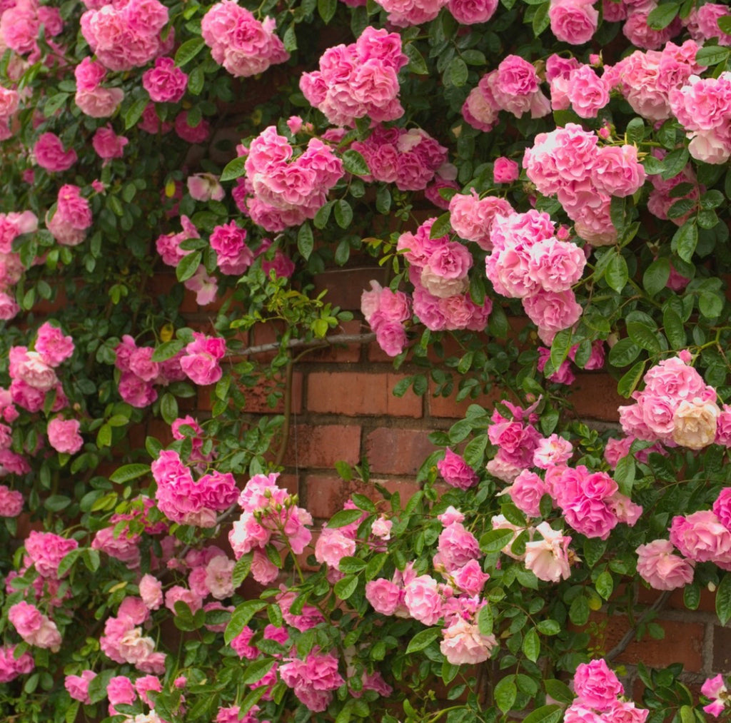 BUY ROSES I Best Prices And Fast Delivery‎ I Mainaam Garden