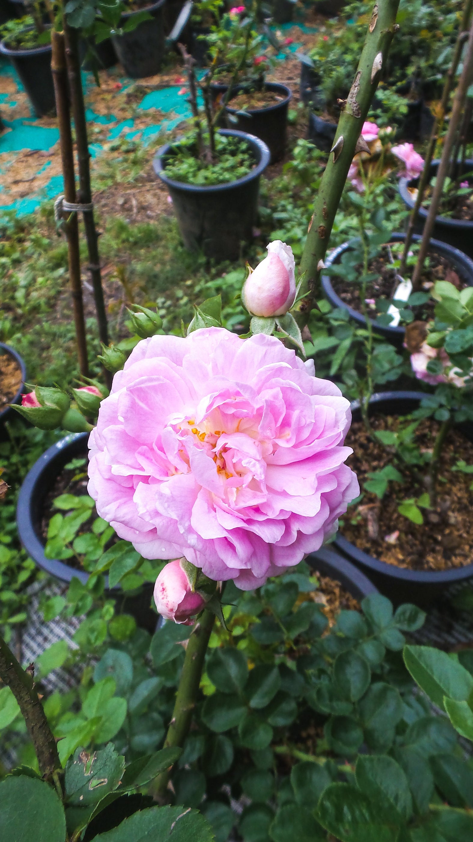 Jasmina | Climbing Rose — Mainaam Garden