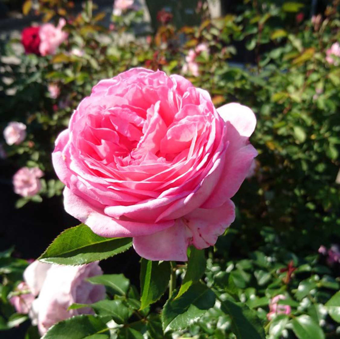 BUY ROSES I Best Prices And Fast Delivery‎ I Mainaam Garden