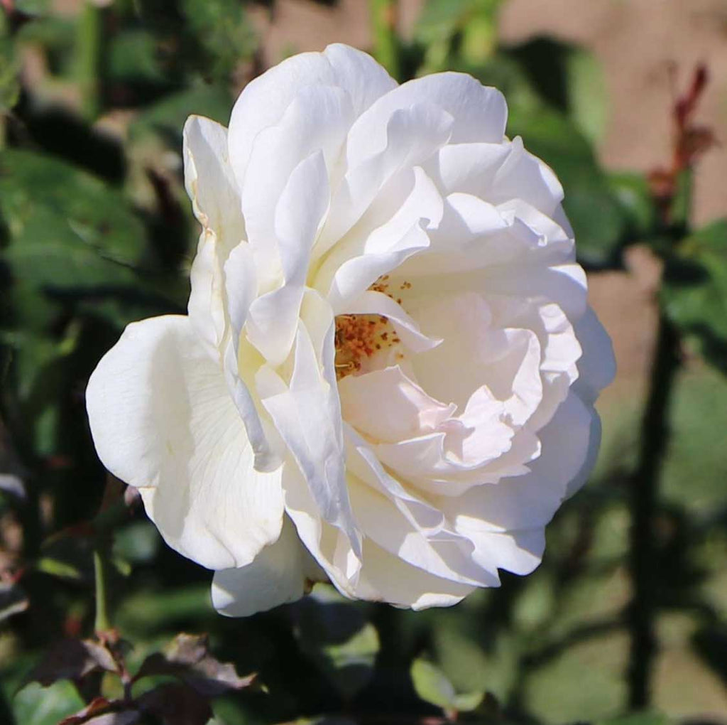 BUY ROSES I Best Prices And Fast Delivery‎ I Mainaam Garden