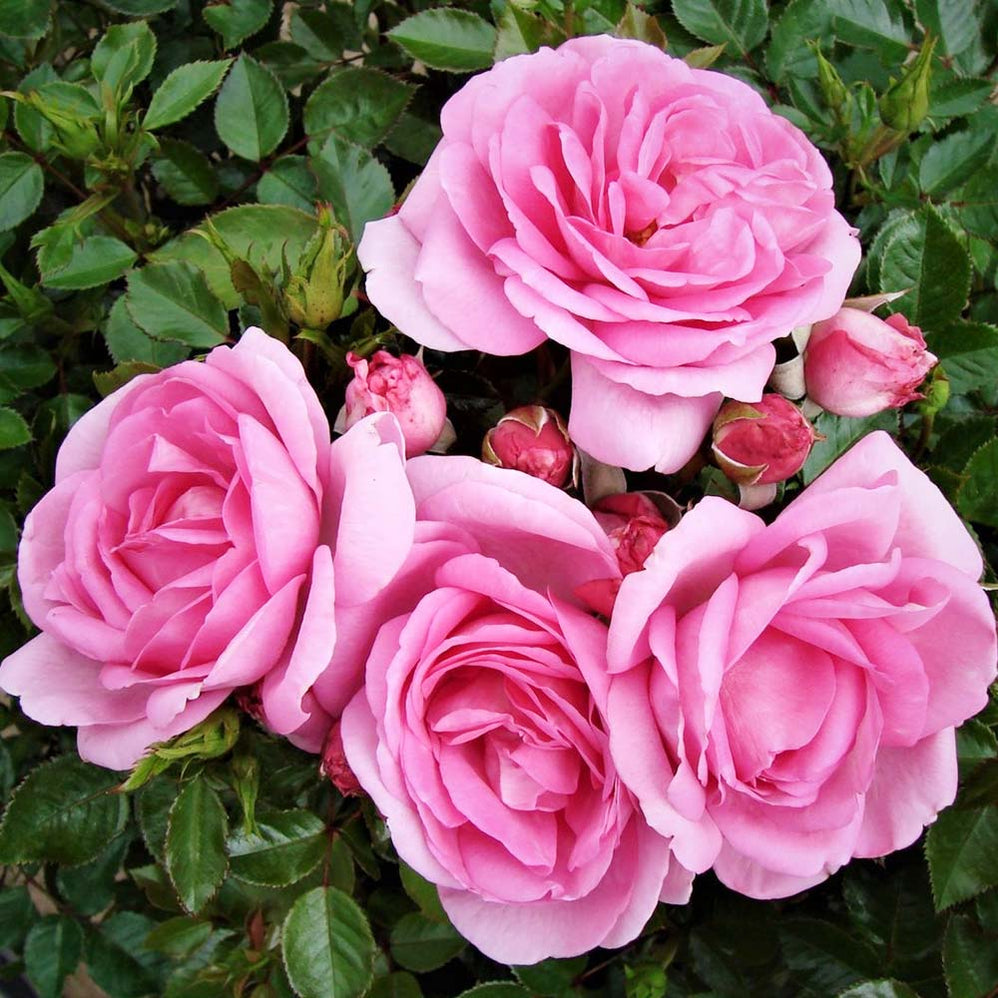 BUY ROSES I Best Prices And Fast Delivery‎ I Mainaam Garden