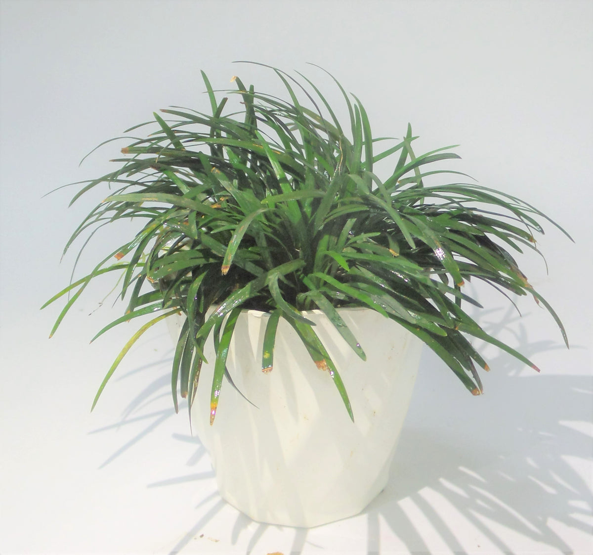 Buy Ophiopogon Plant - Ophiopogon green plant online From Mainaam Garden