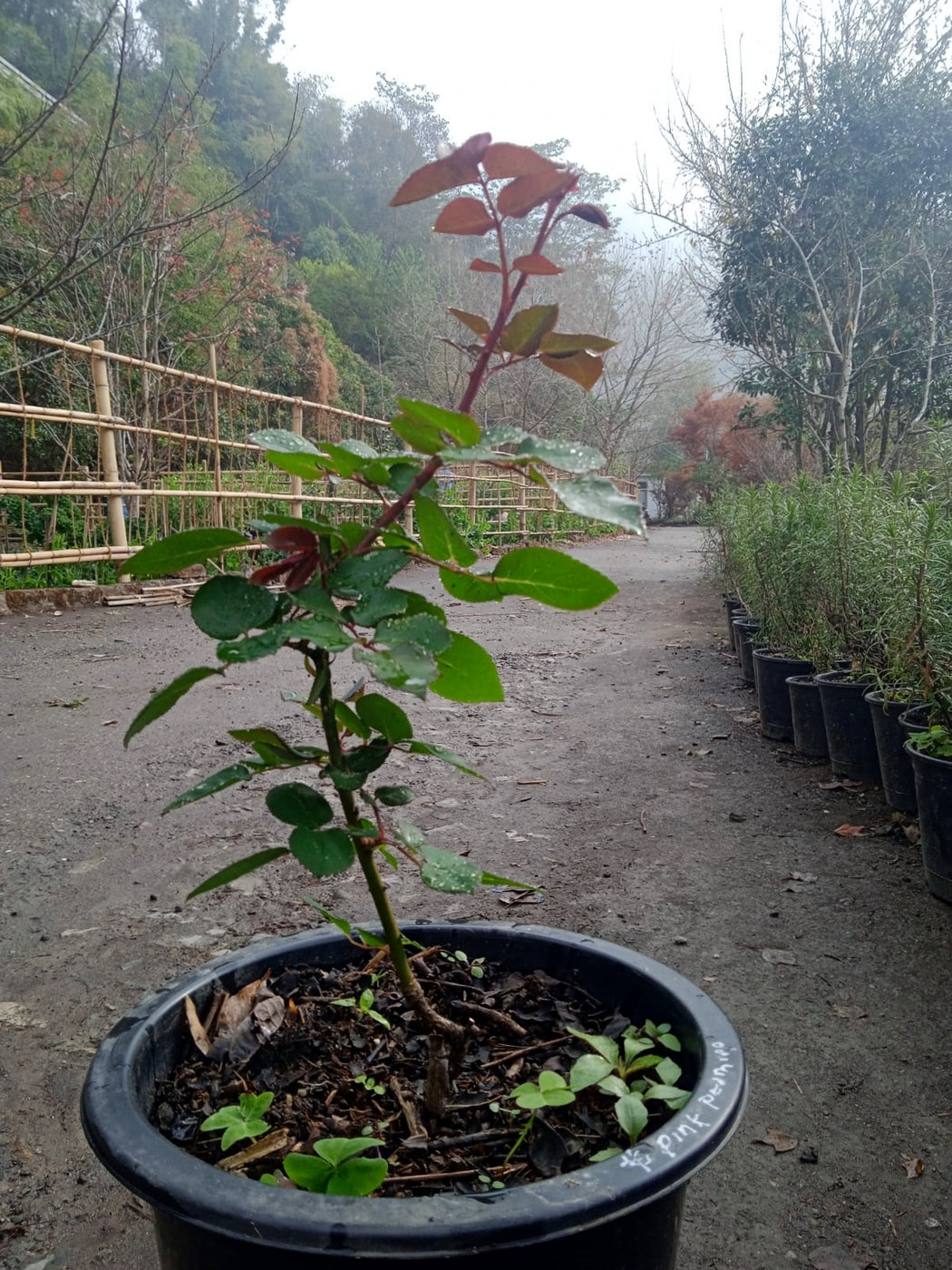 Pink Promise | Hybrid Tea — Mainaam Garden