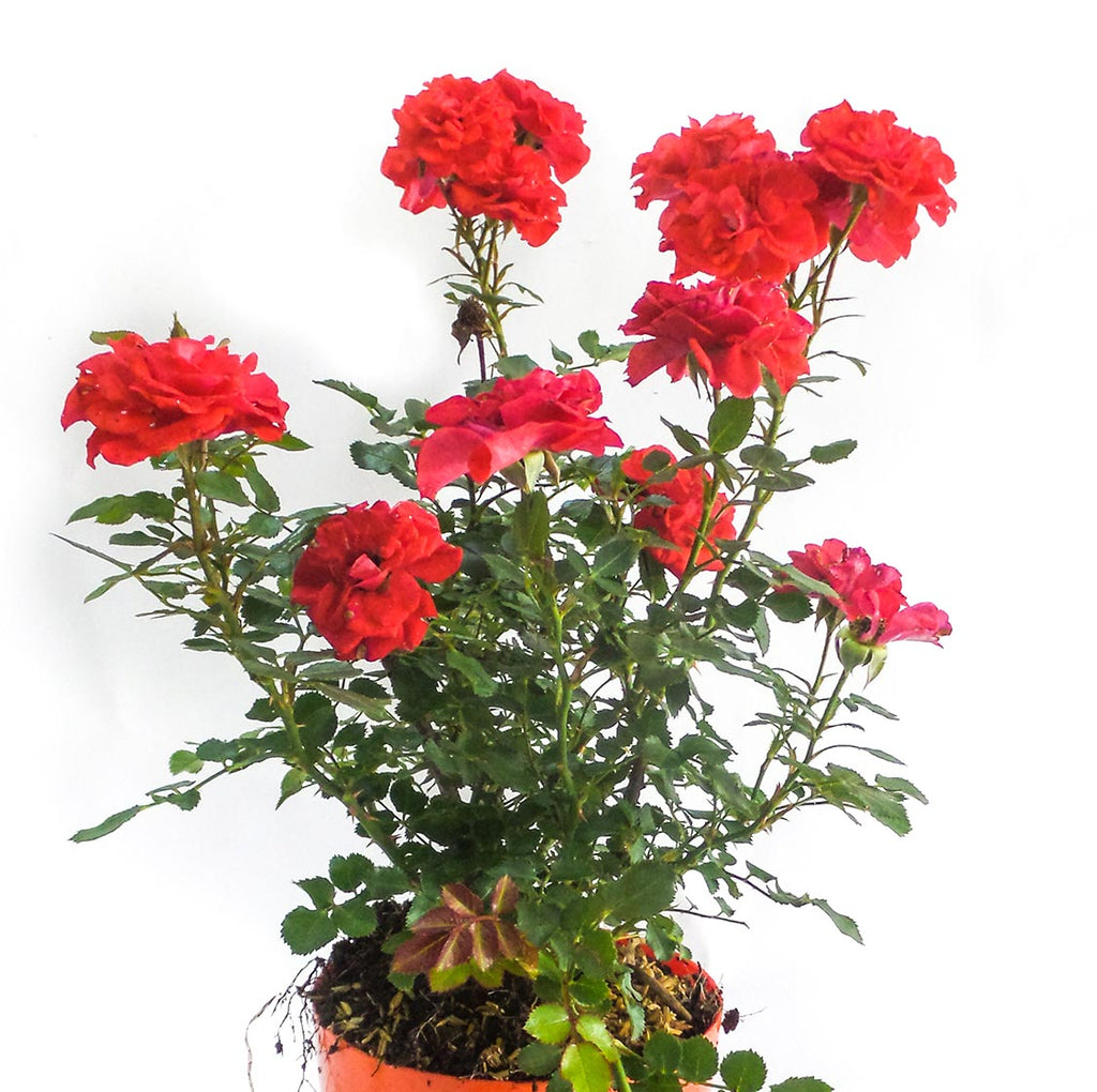 BUY ROSES I Best Prices And Fast Delivery‎ I Mainaam Garden