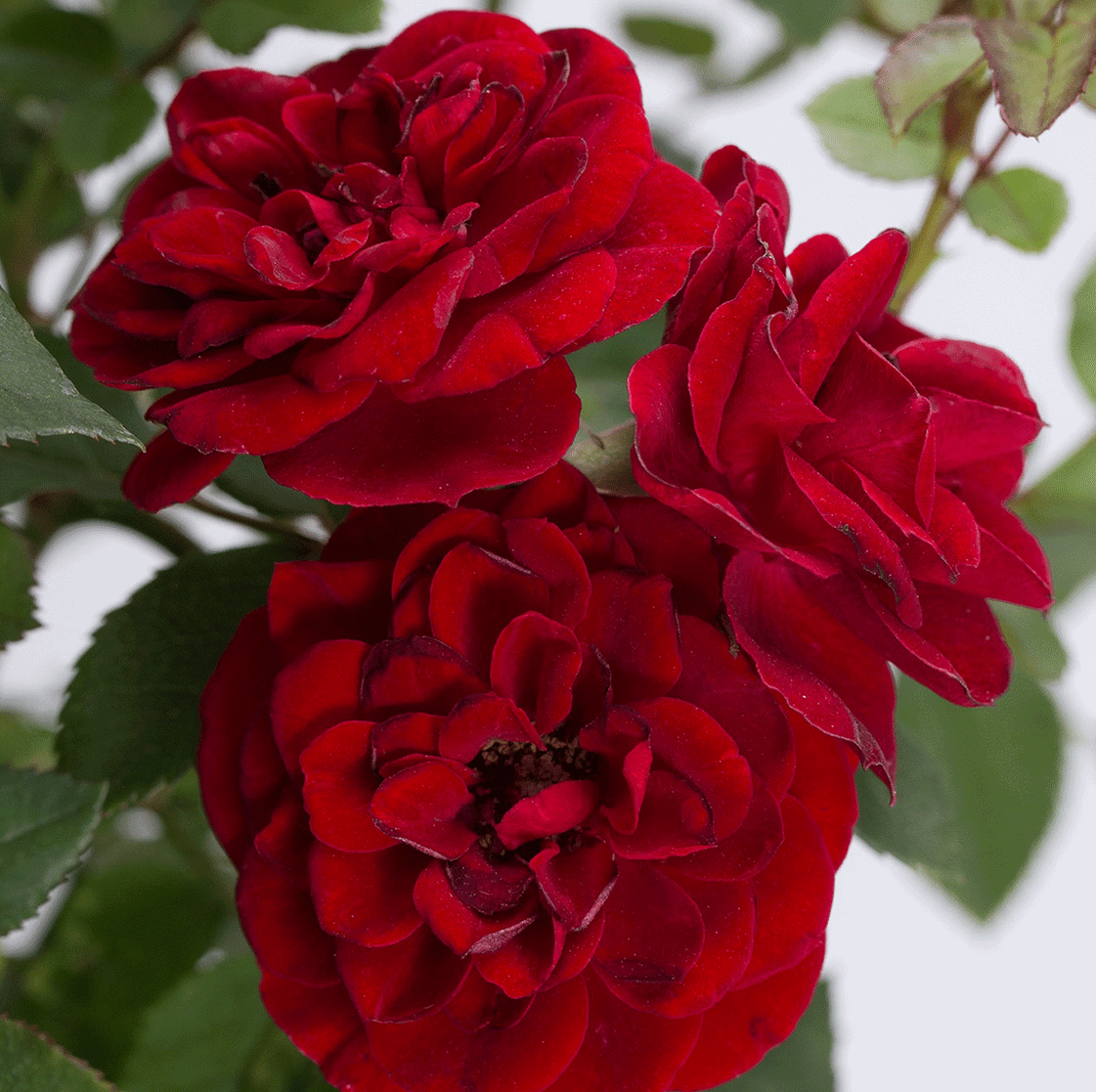 BUY ROSES I Best Prices And Fast Delivery‎ I Mainaam Garden