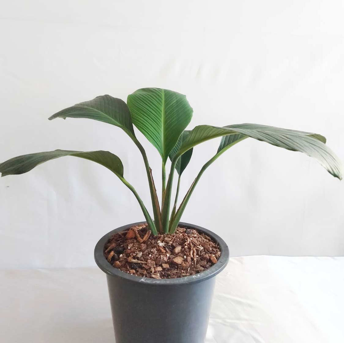 Spathe Flower(Peace Lily)|Indoor plant — Mainaam Garden