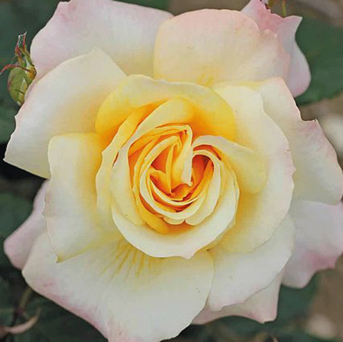 Sunny Sky Rose | Shrub Rose — Mainaam Garden