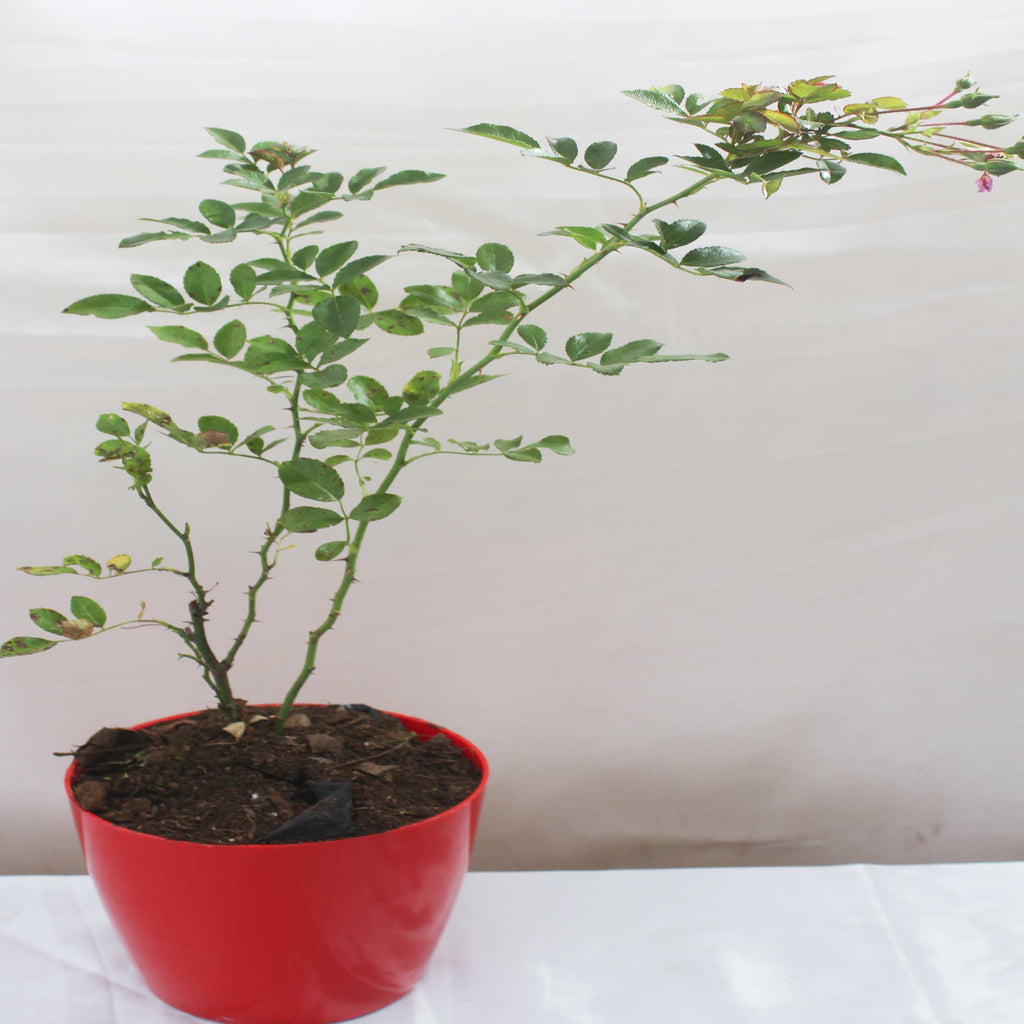 BUY ROSES I Best Prices And Fast Delivery‎ I Mainaam Garden