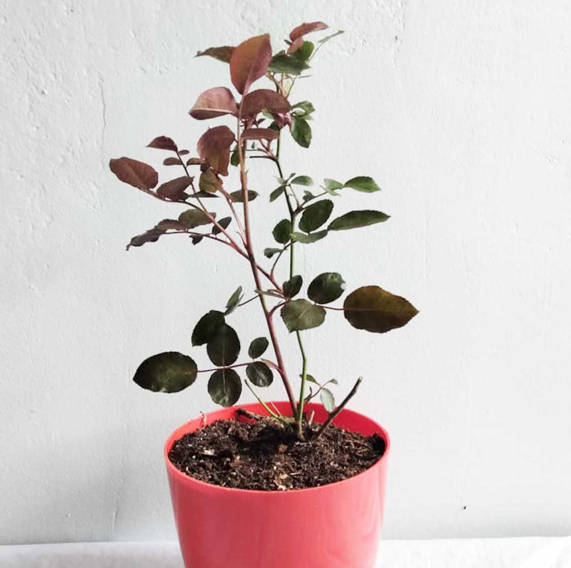 Sympa De Bellevue Rose I Shrub Rose — Mainaam Garden