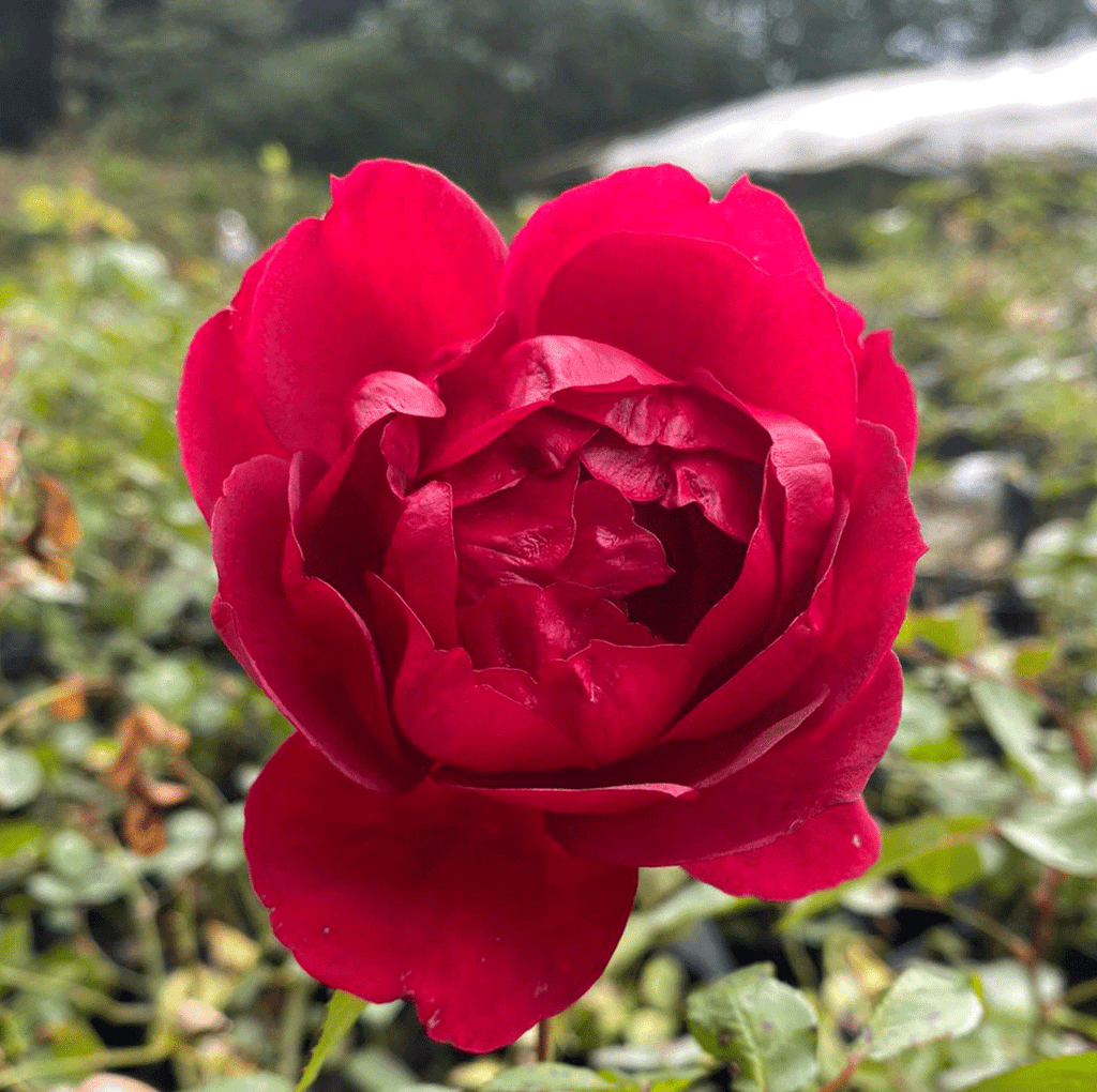 BUY ROSES I Best Prices And Fast Delivery‎ I Mainaam Garden