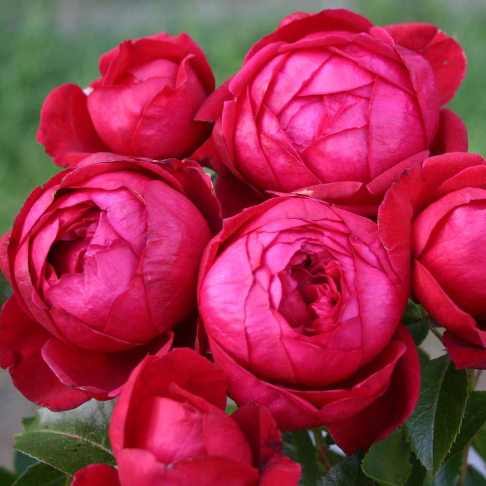 BUY ROSES I Best Prices And Fast Delivery‎ I Mainaam Garden